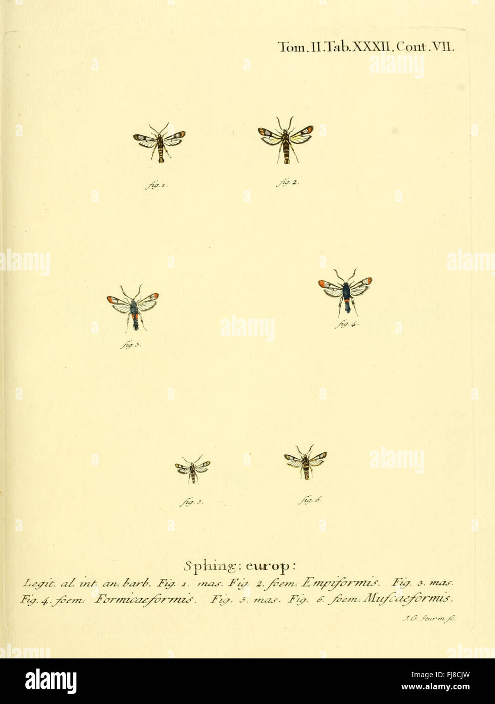 Butterflies from Europe depicted in naturalistic illustrations, showing ...