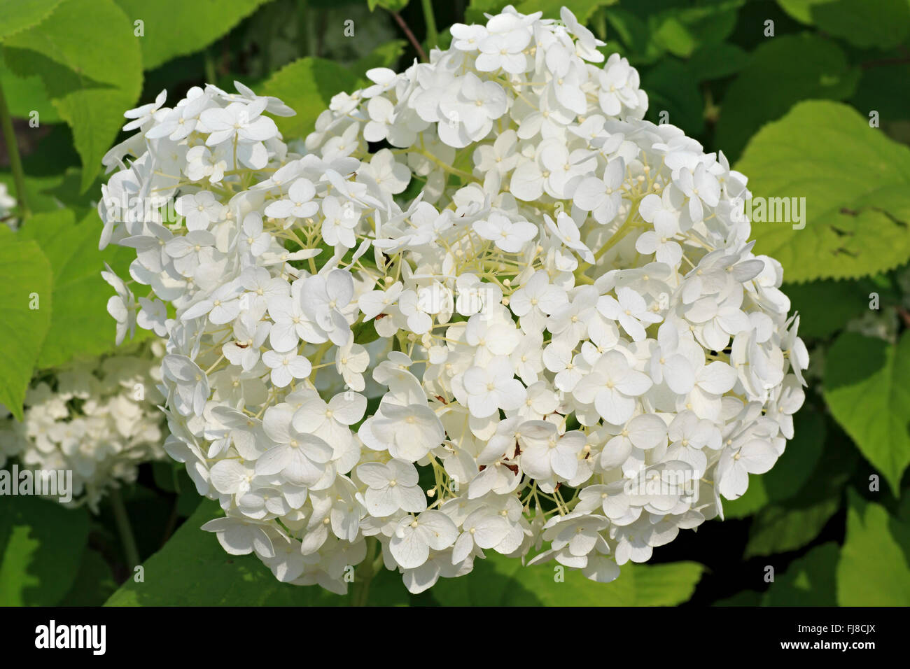 Hydrangea arborescens or sevenbark Stock Photo - Alamy