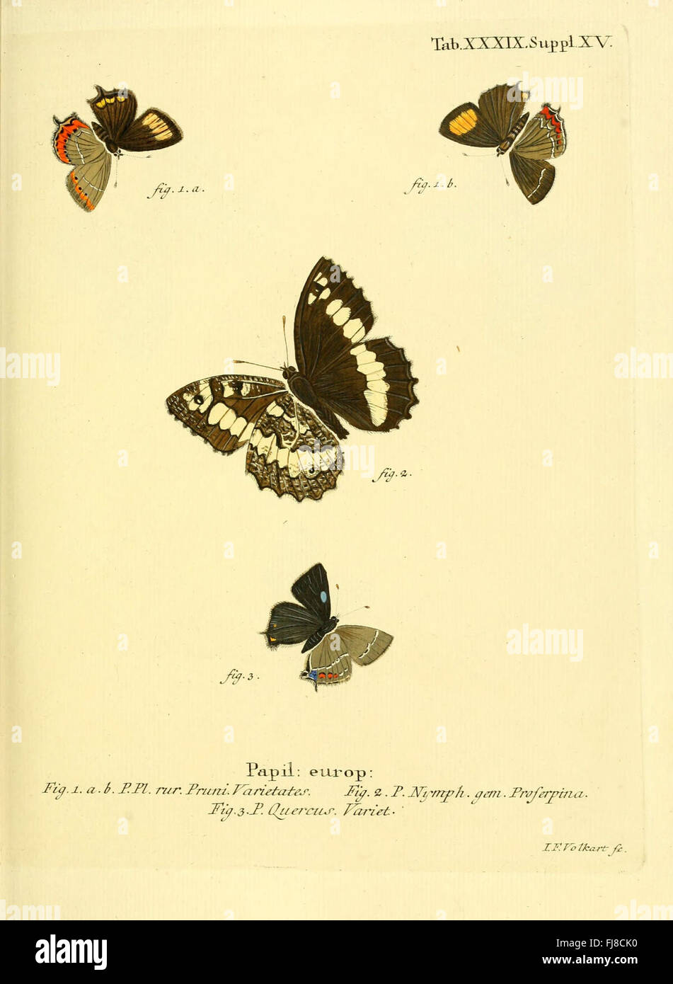 An illustration of butterflies from Europe, depicting various species ...