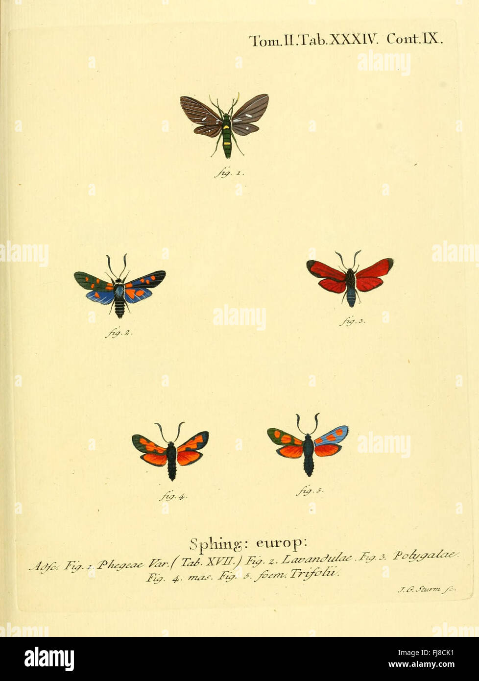An illustration of European butterflies, showcasing species from the ...
