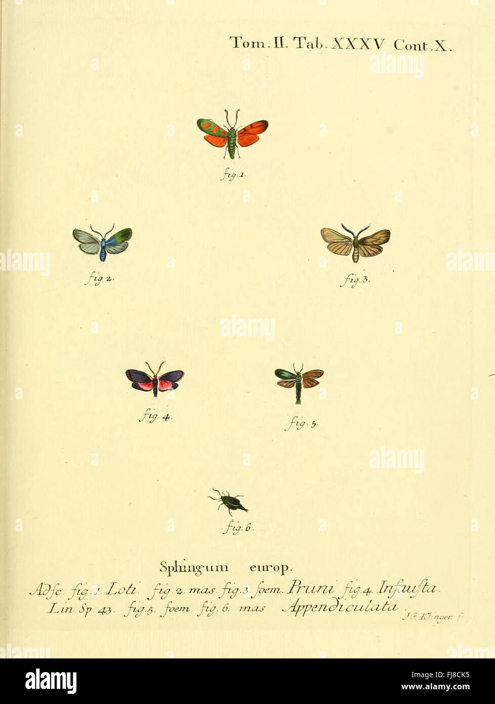 An illustrated work on European butterflies, showcasing species in ...