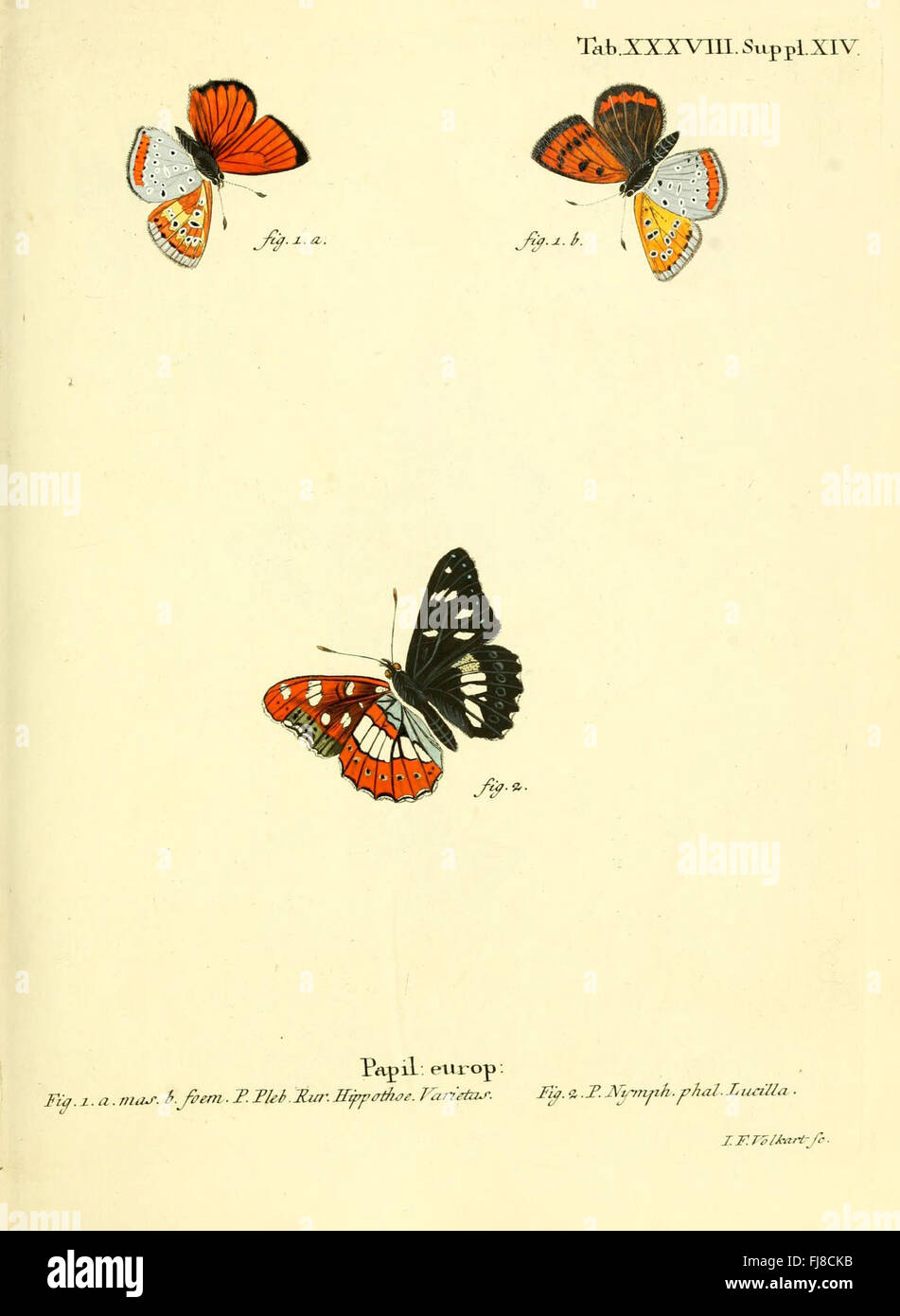 An illustrated work on butterflies in Europe, showcasing species ...