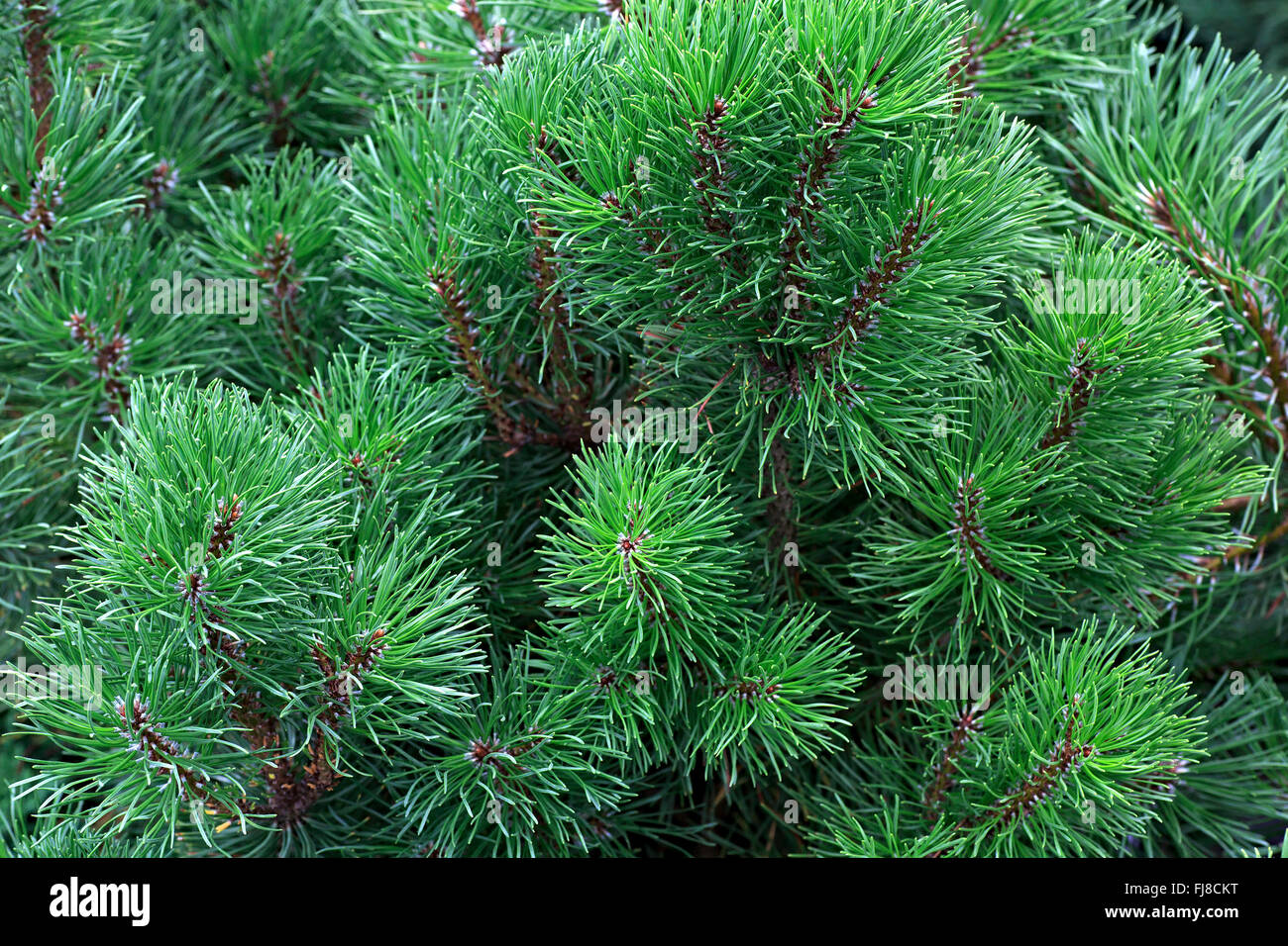 Cedrus common name Cedar is genus of coniferous trees Stock Photo - Alamy
