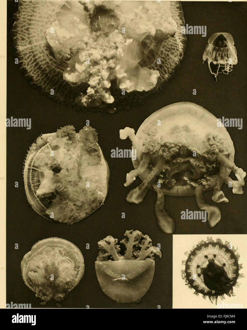 Scyphomedusa species hi-res stock photography and images - Alamy