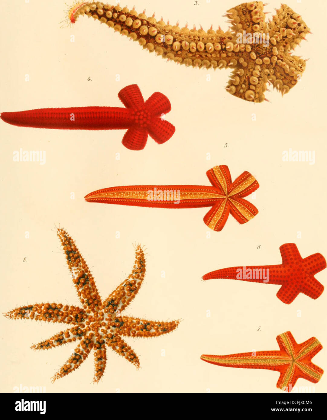 Taxonomy of starfish hi-res stock photography and images - Alamy