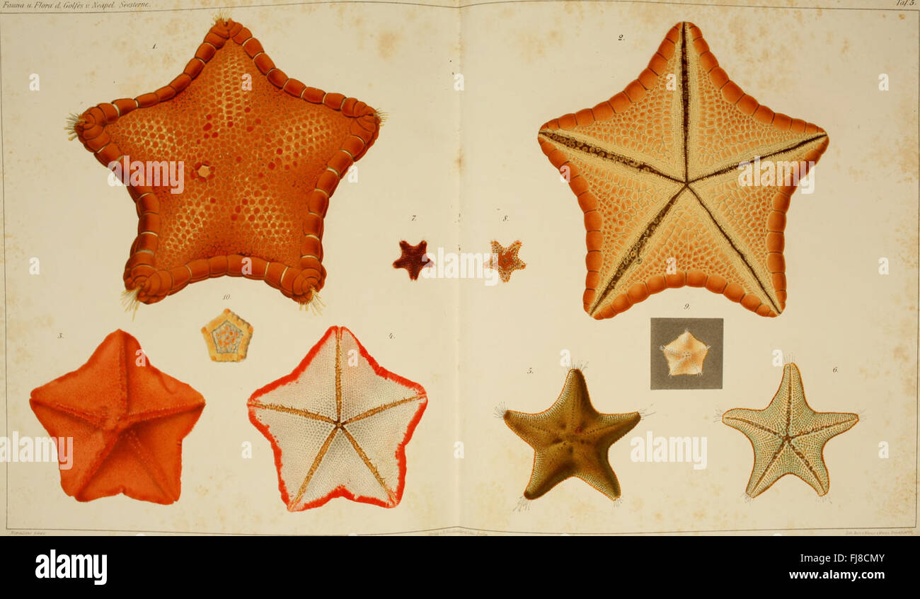 A detailed study on sea stars of the Mediterranean, showcasing species ...
