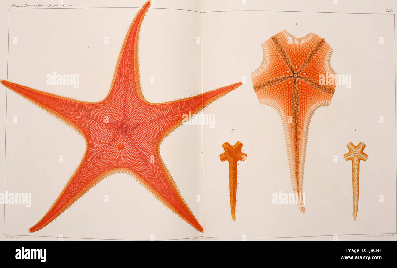 Die Seesterne des Mittelmeeres (1897 Stock Photo - Alamy