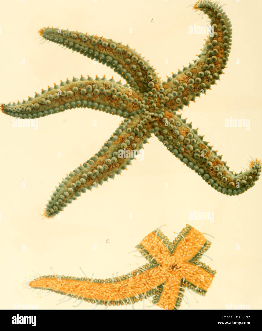 A taxonomic study of Mediterranean sea stars, detailing their biology ...