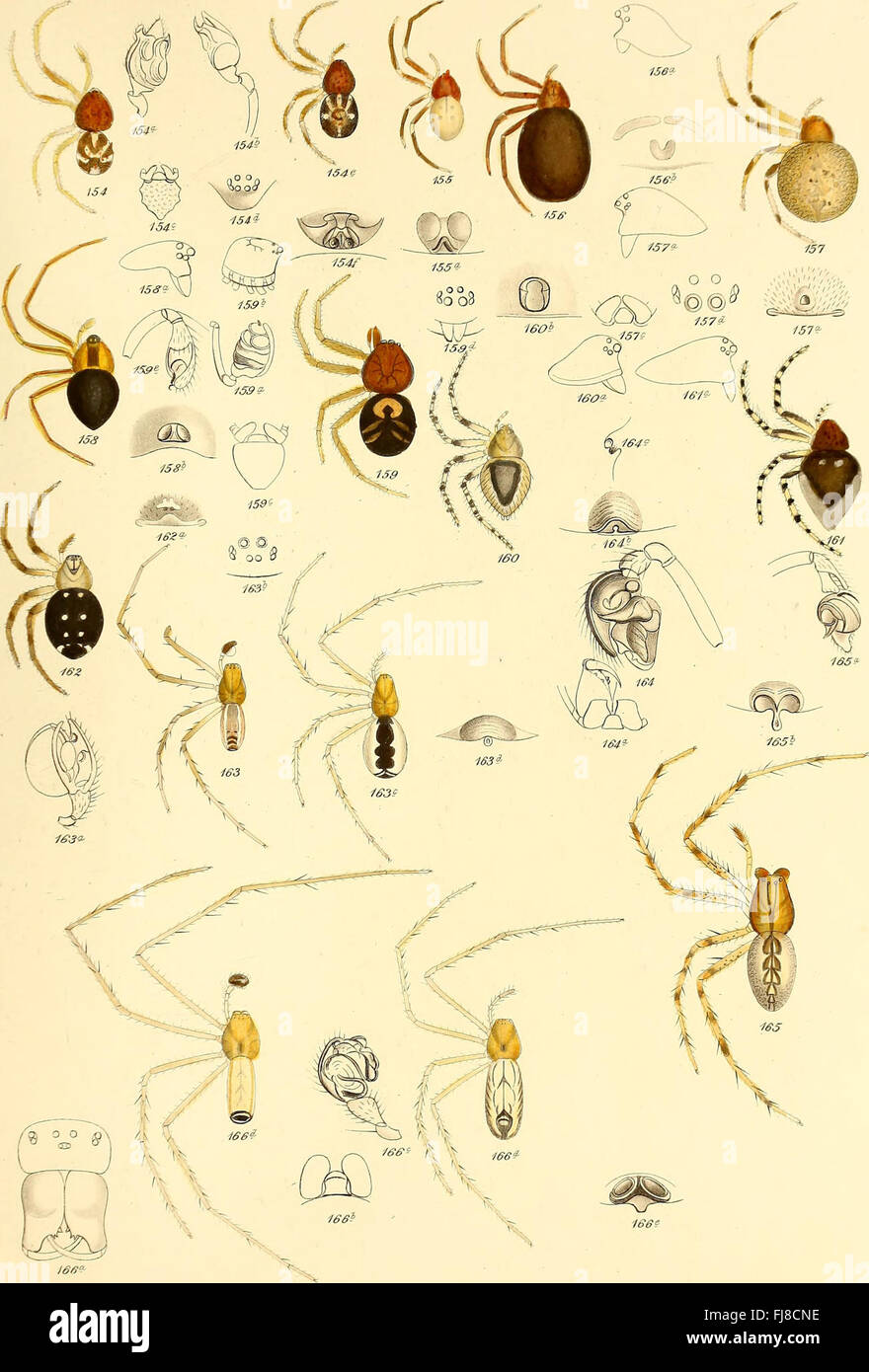 A study of American spiders published in 1880, detailing various ...