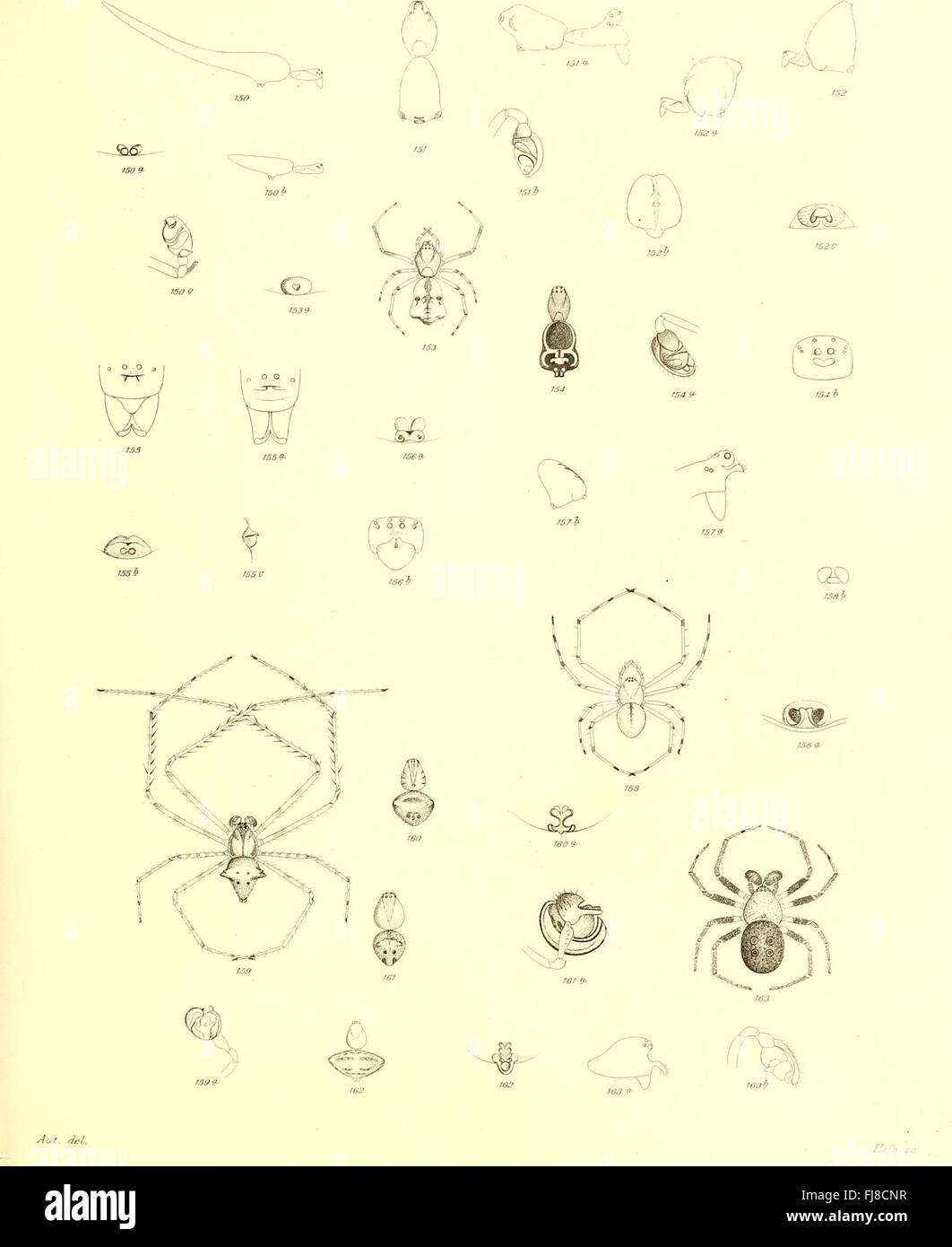 Illustrated study on American spiders, detailing species classification ...