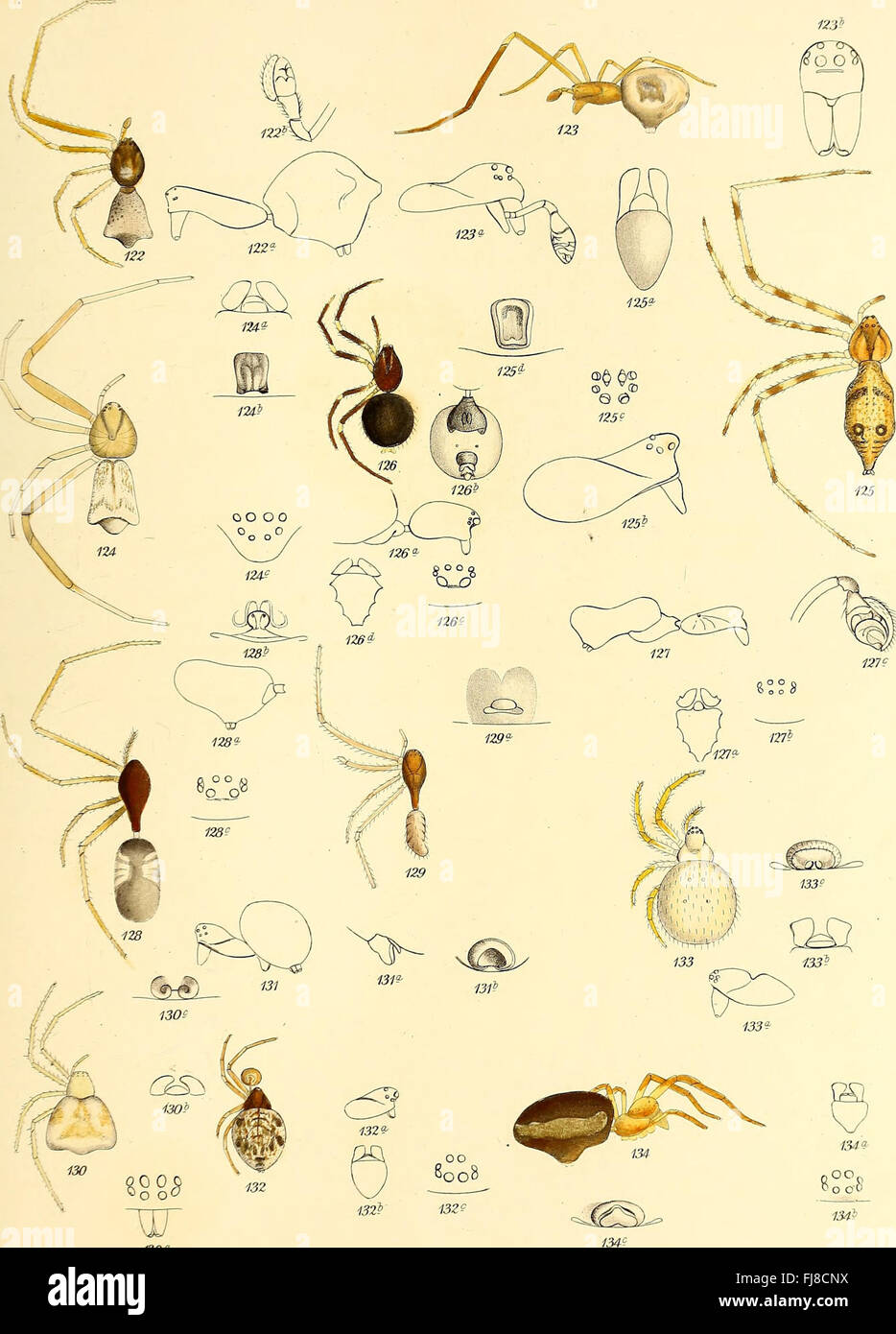 Die Spinnen Amerikas (1880), Spiders America, Mertz Library Stock Photo - Alamy