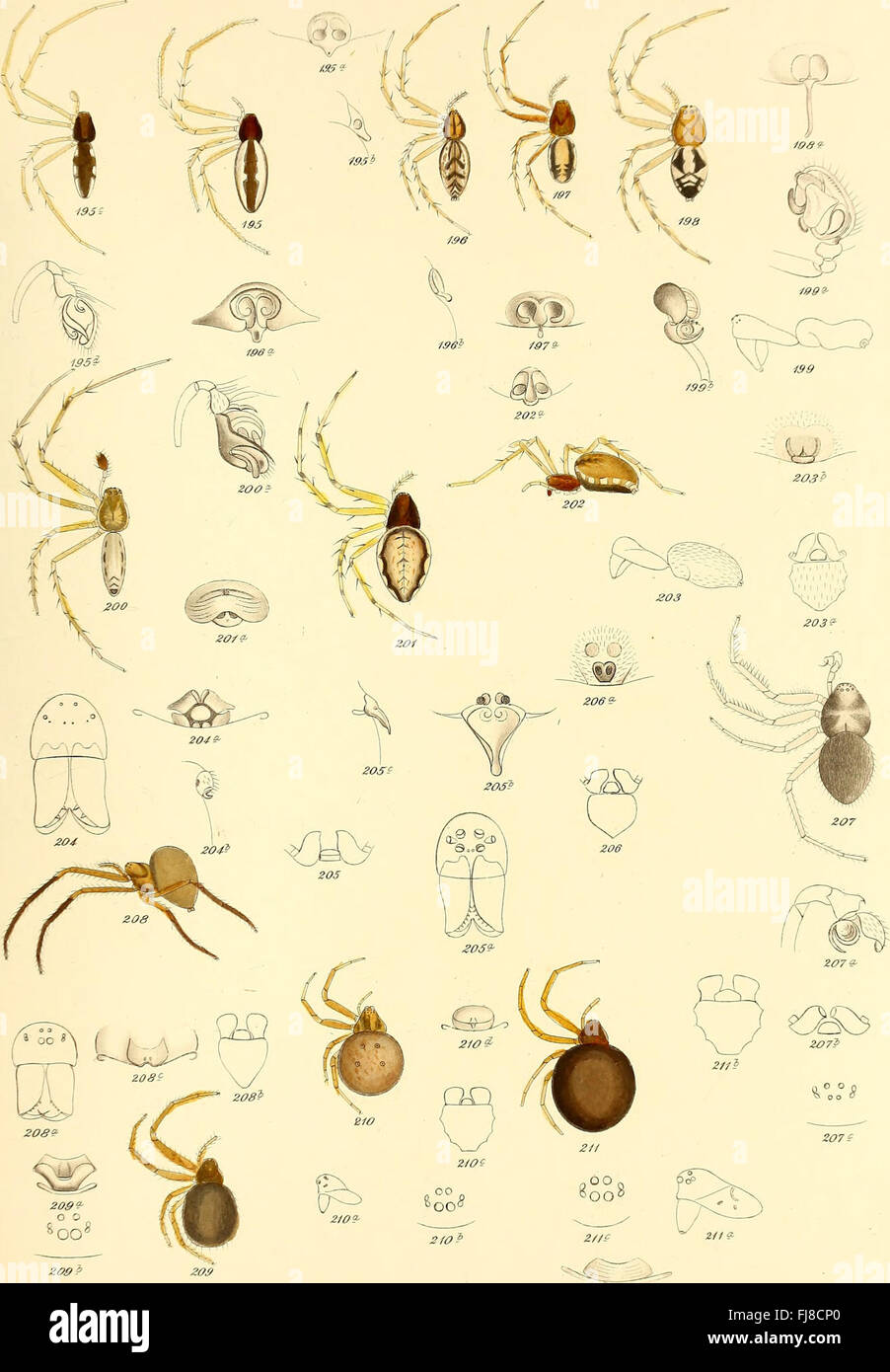 Various detailed species of spiders hi-res stock photography and images ...