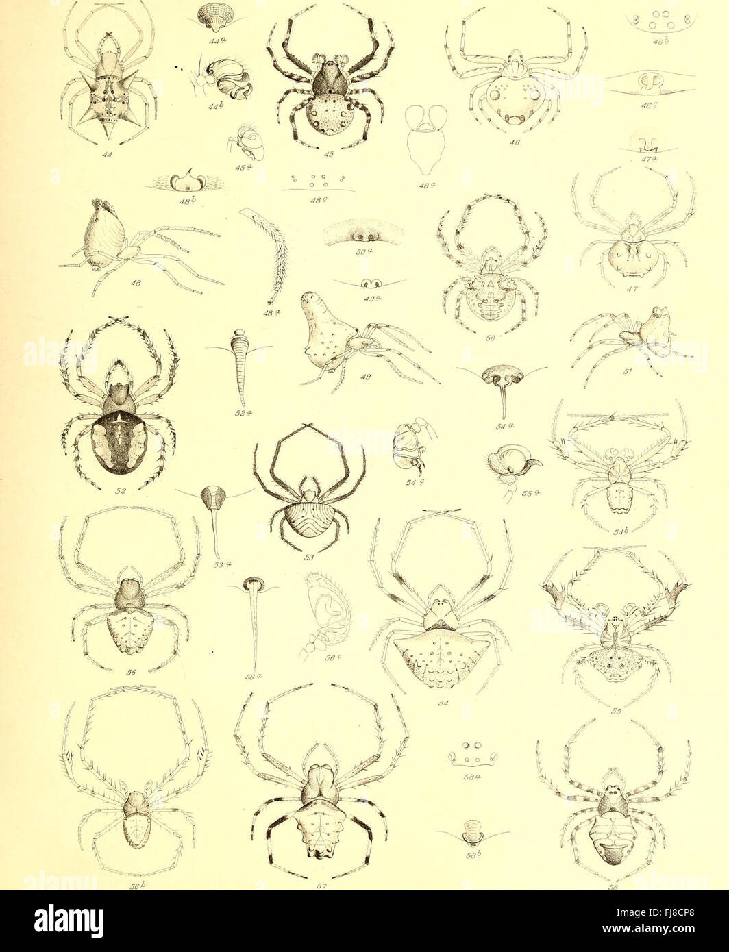 Diversity of arachnid morphology hi-res stock photography and images ...