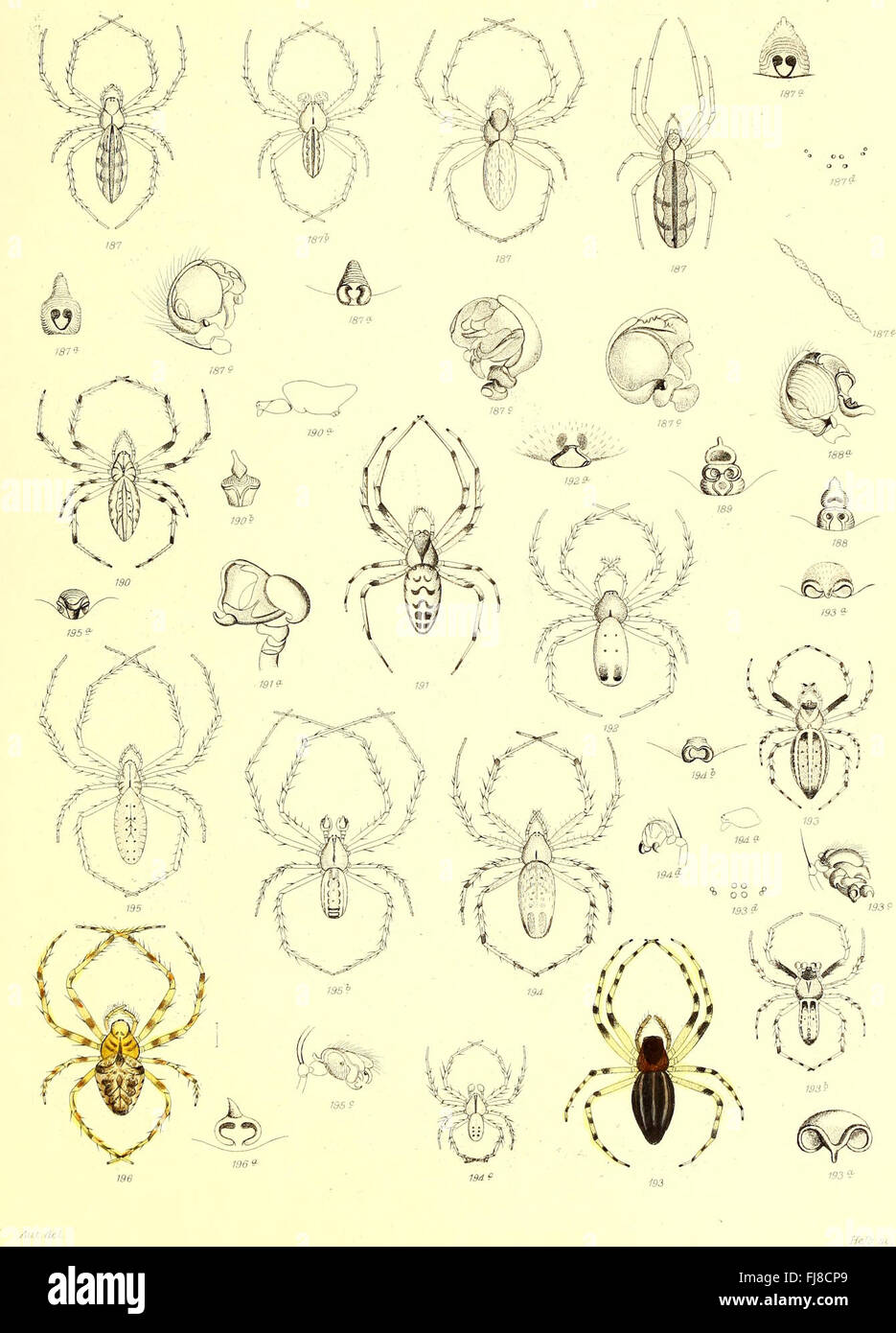 A scientific study of spiders found in the Americas, detailing species ...