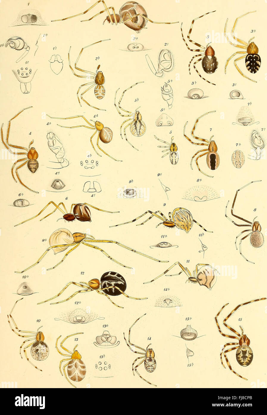 Comprehensive study of American spiders, including illustrations and ...