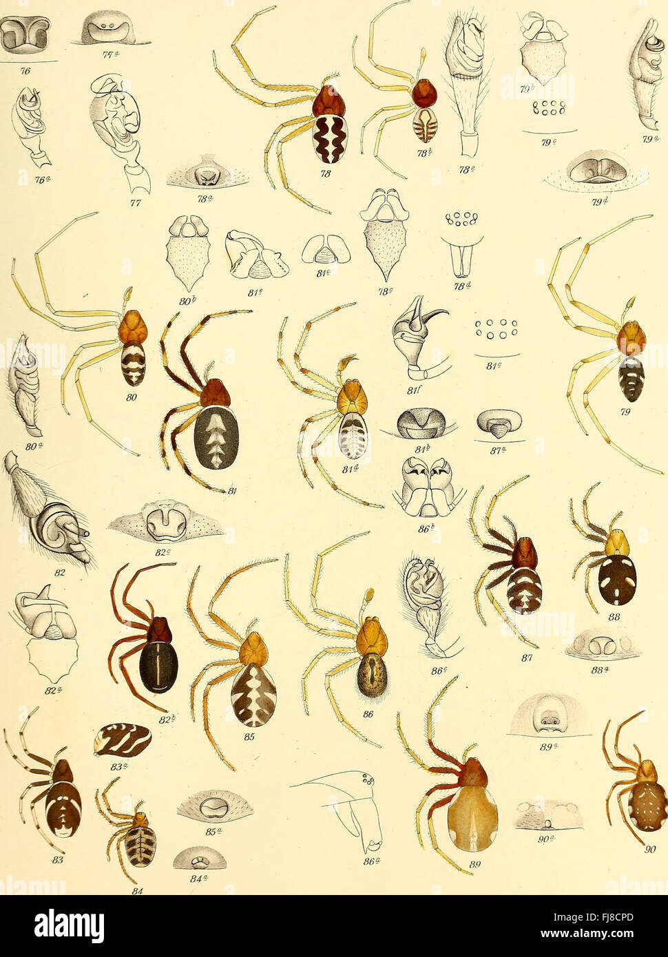 A comprehensive study on the spiders of the Americas, published in 1880 ...