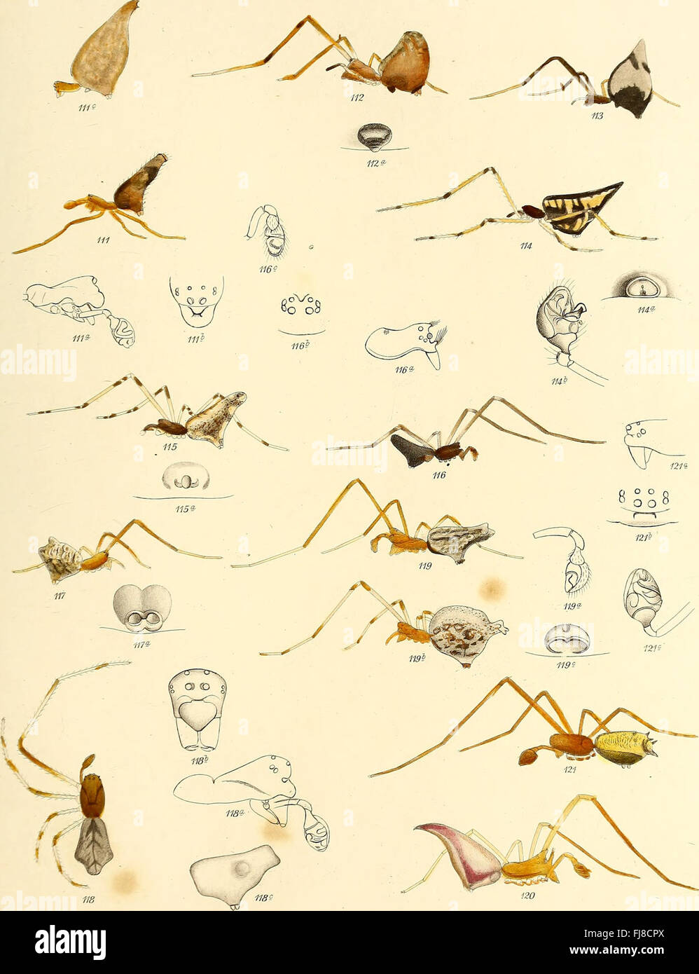 An 1880 study on the spiders of the Americas, featuring detailed ...
