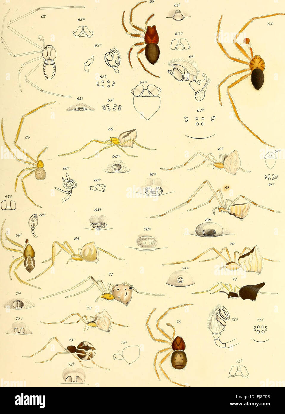 Die Spinnen Amerikas, a detailed study of American spiders, focusing on ...