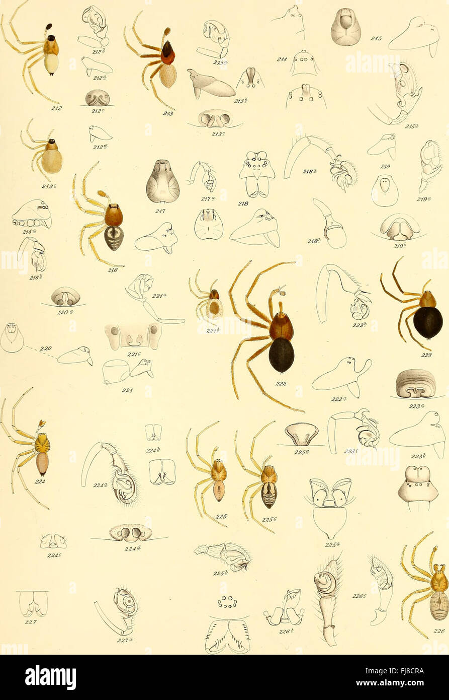 Historical arachnology hi-res stock photography and images - Alamy