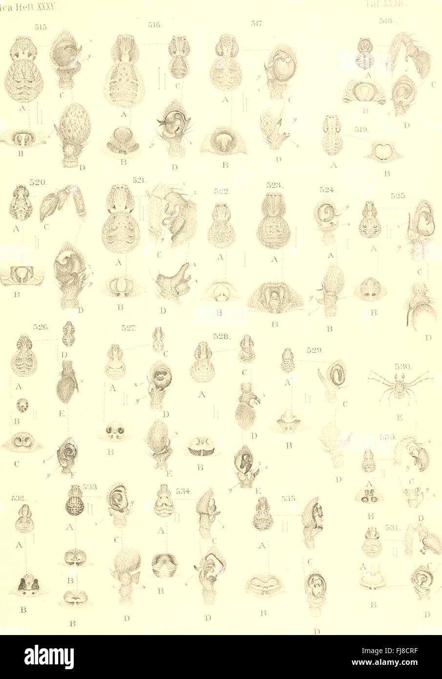 A comprehensive study of spiders found in Germany, illustrated between ...