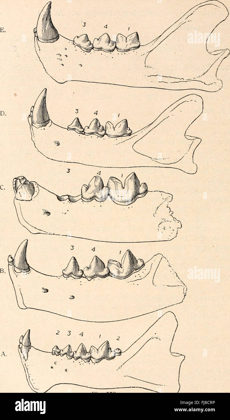 A 1919 work discussing the phyla of vertebrates, detailing the ...