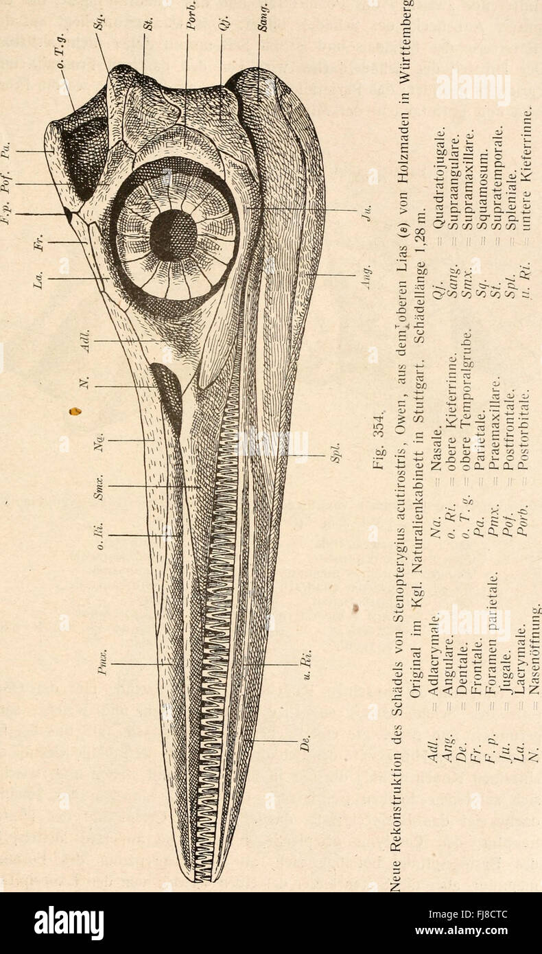 A 1919 study on the classification of vertebrate animals, exploring ...