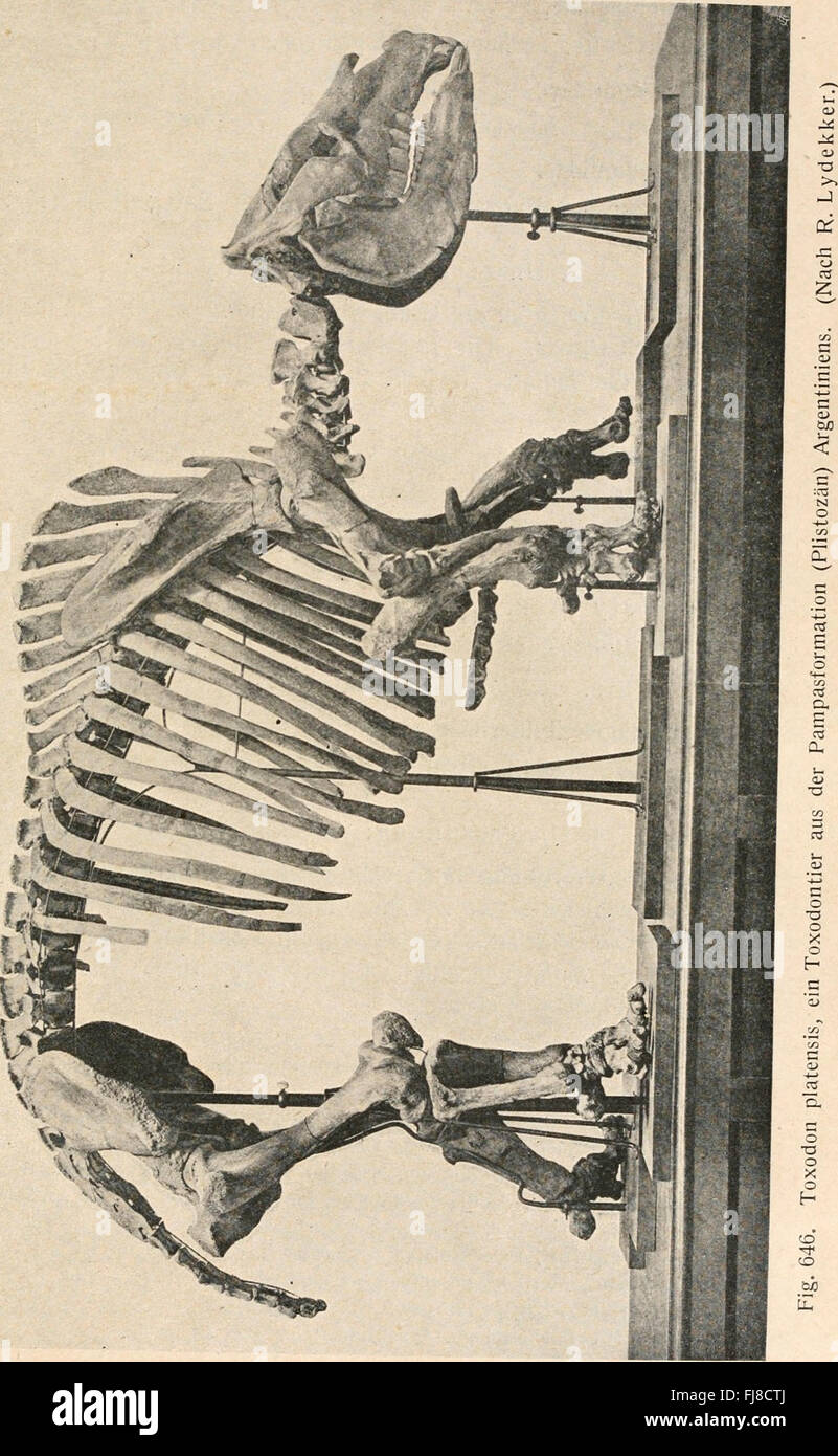 A 1919 scientific publication detailing the evolutionary history and ...