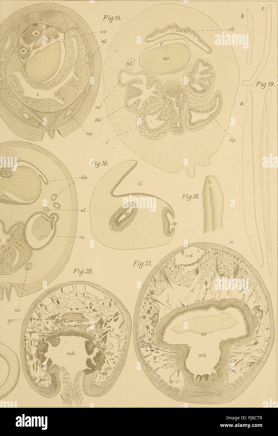 A 1902 study on the systematic position of Solenogastrids and the ...