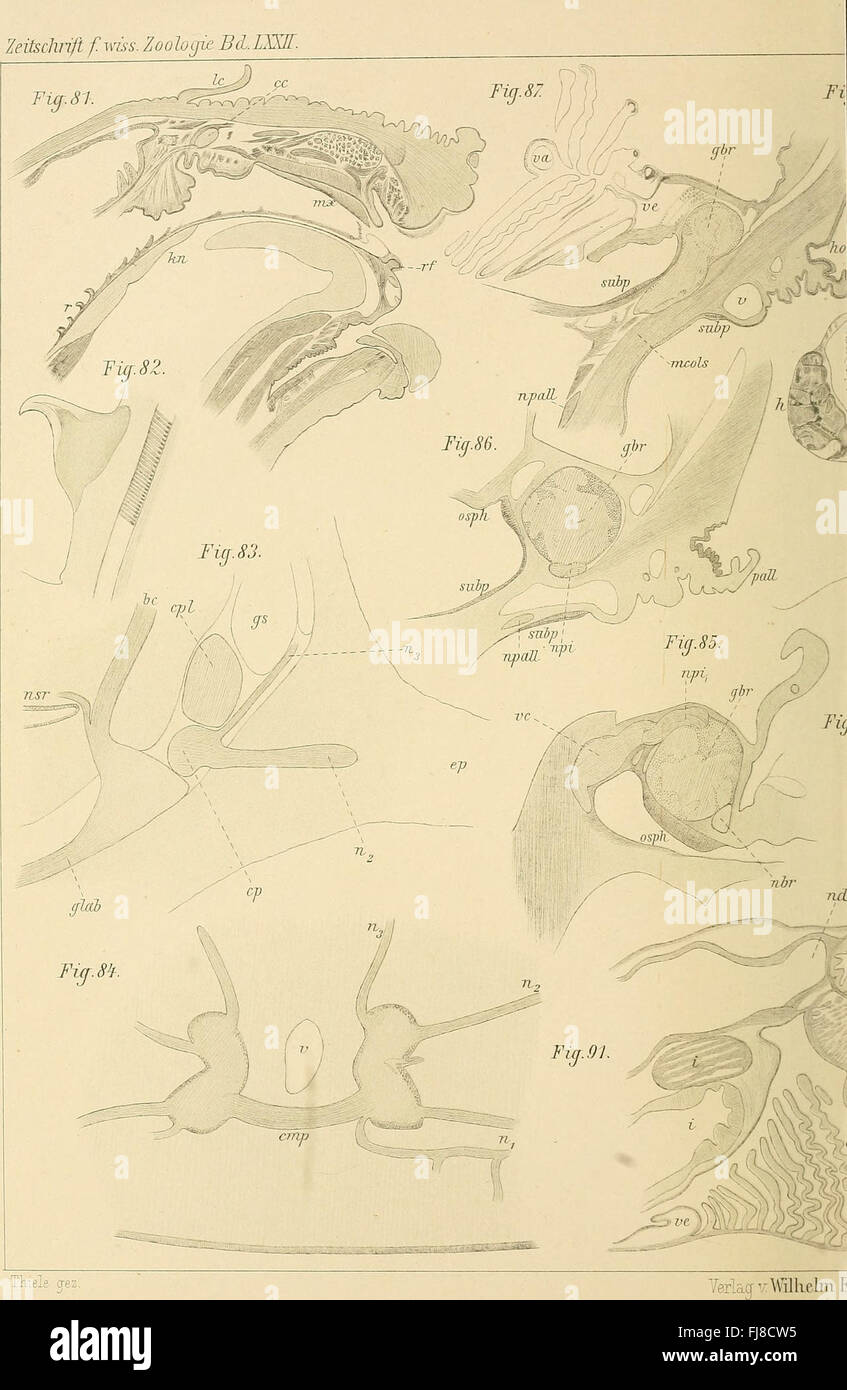 A study on the systematic classification and phylogeny of ...