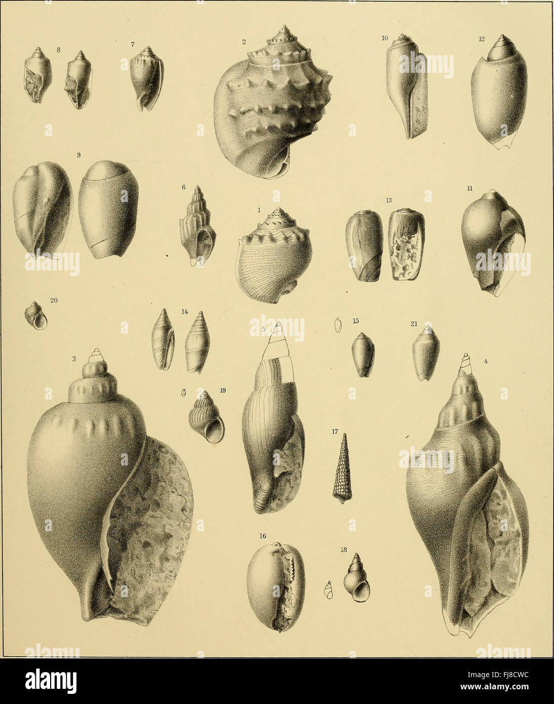 Fossils mapping hi-res stock photography and images - Alamy