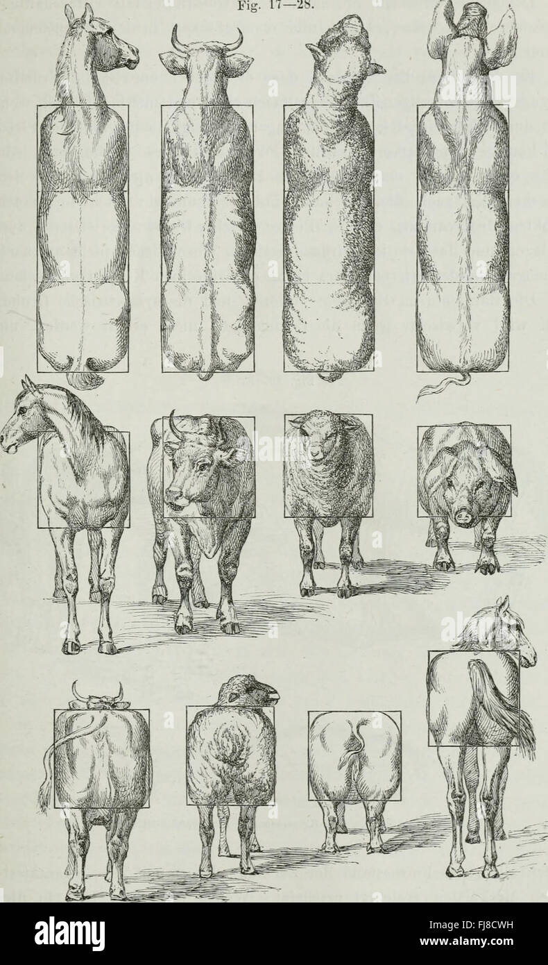 A detailed guide on animal breeding practices from 1886, covering ...