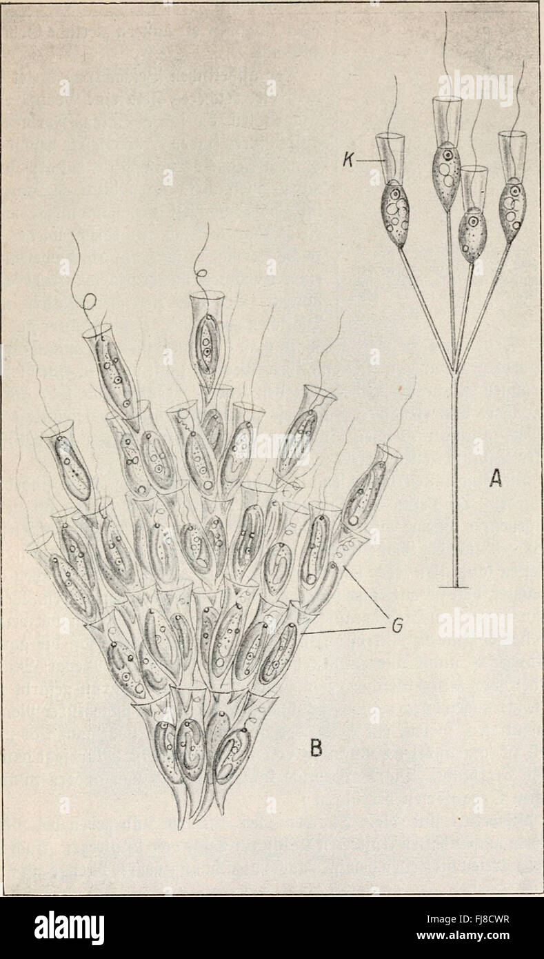 Introduction to early life forms, 'Die Urtiere', a 1914 work exploring ...