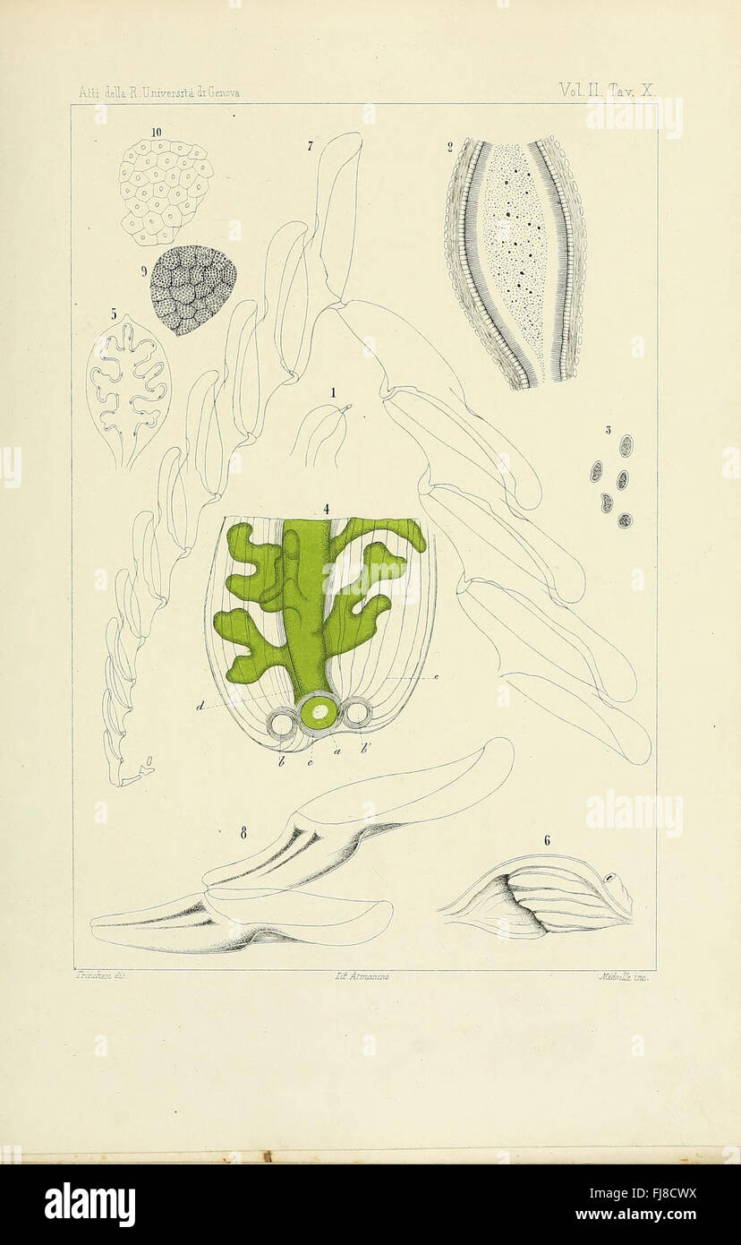 Mollusks, shell species, Genoa, Italy, marine biology, marine ...