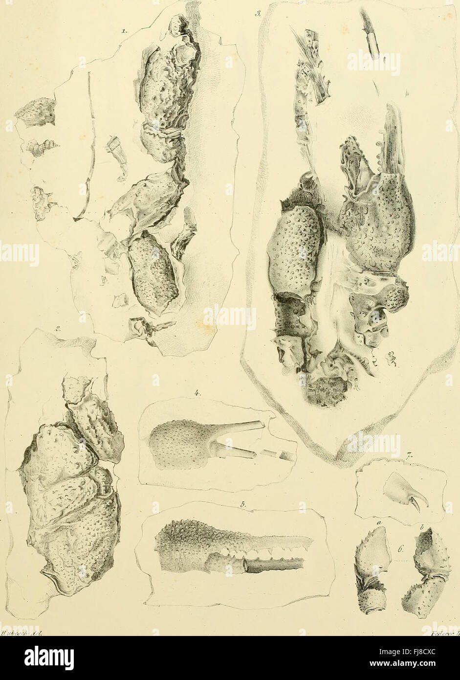 A study and illustration of the fossils from the Bohemian Chalk ...