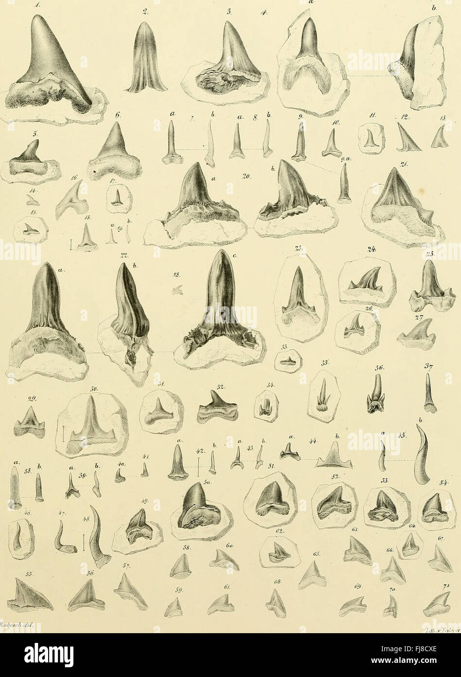 *Fossils of the Bohemian Cretaceous Formation* details paleontological ...