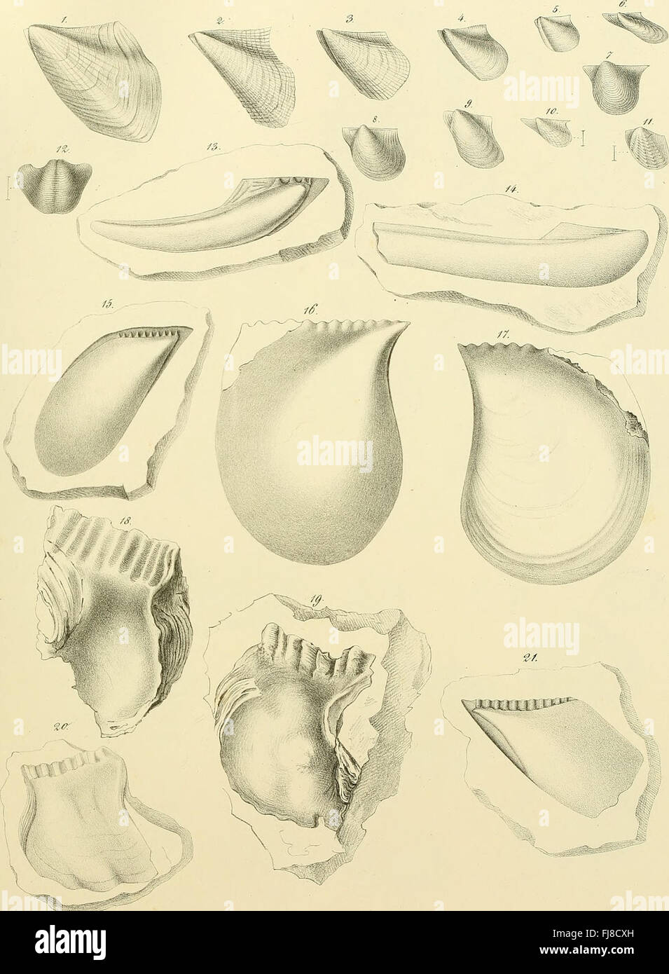 A paleontological study of fossils from the Bohemian Chalk Formation ...