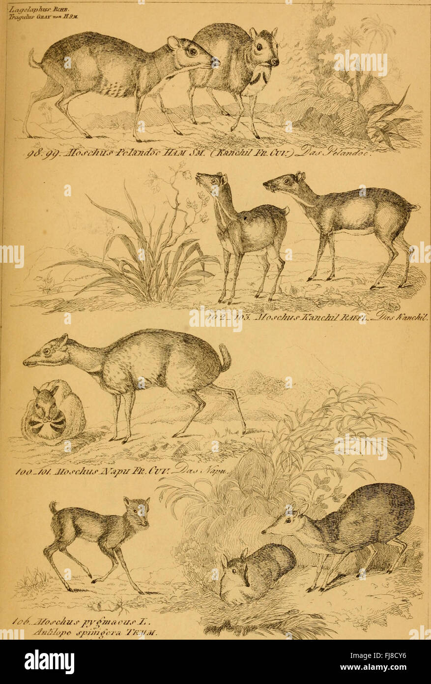 Exploration various species domestic hi-res stock photography and ...