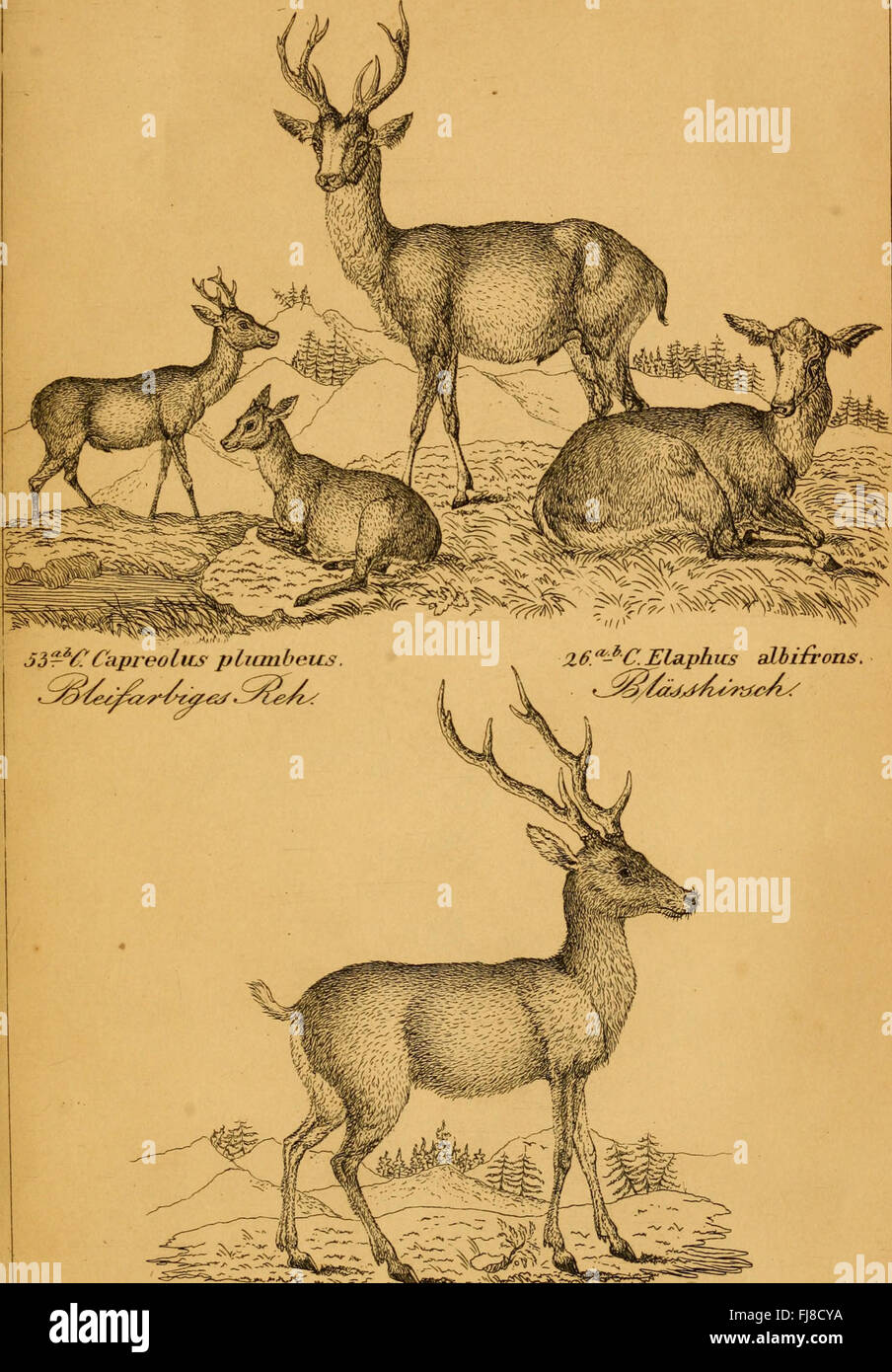 Domestic and foreign species hi-res stock photography and images - Alamy