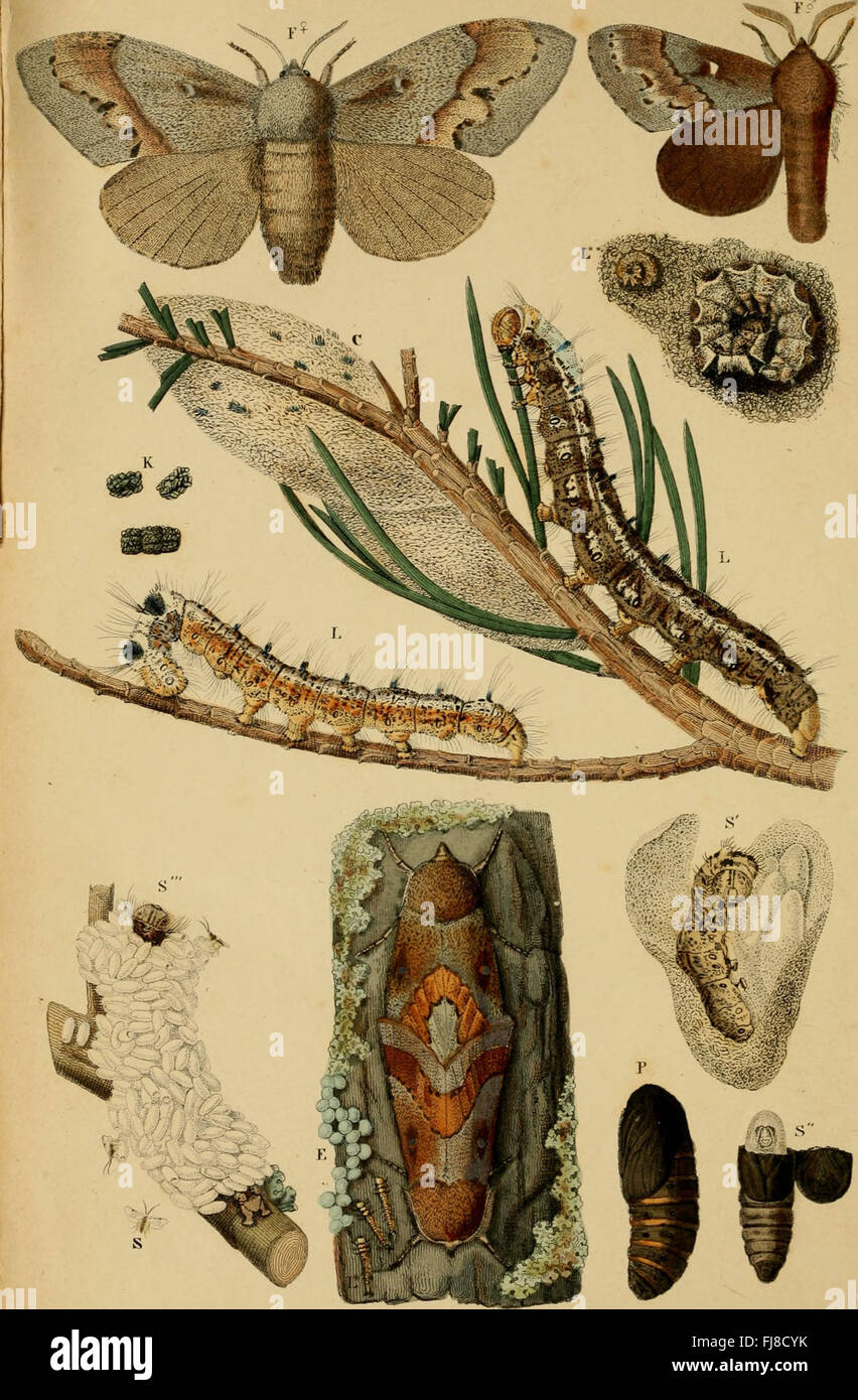 A 1876 handbook on forest pests and their natural enemies, intended for ...