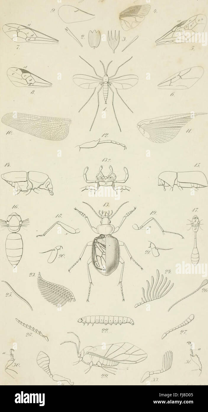 A detailed study of forest pests and their natural enemies, describing ...