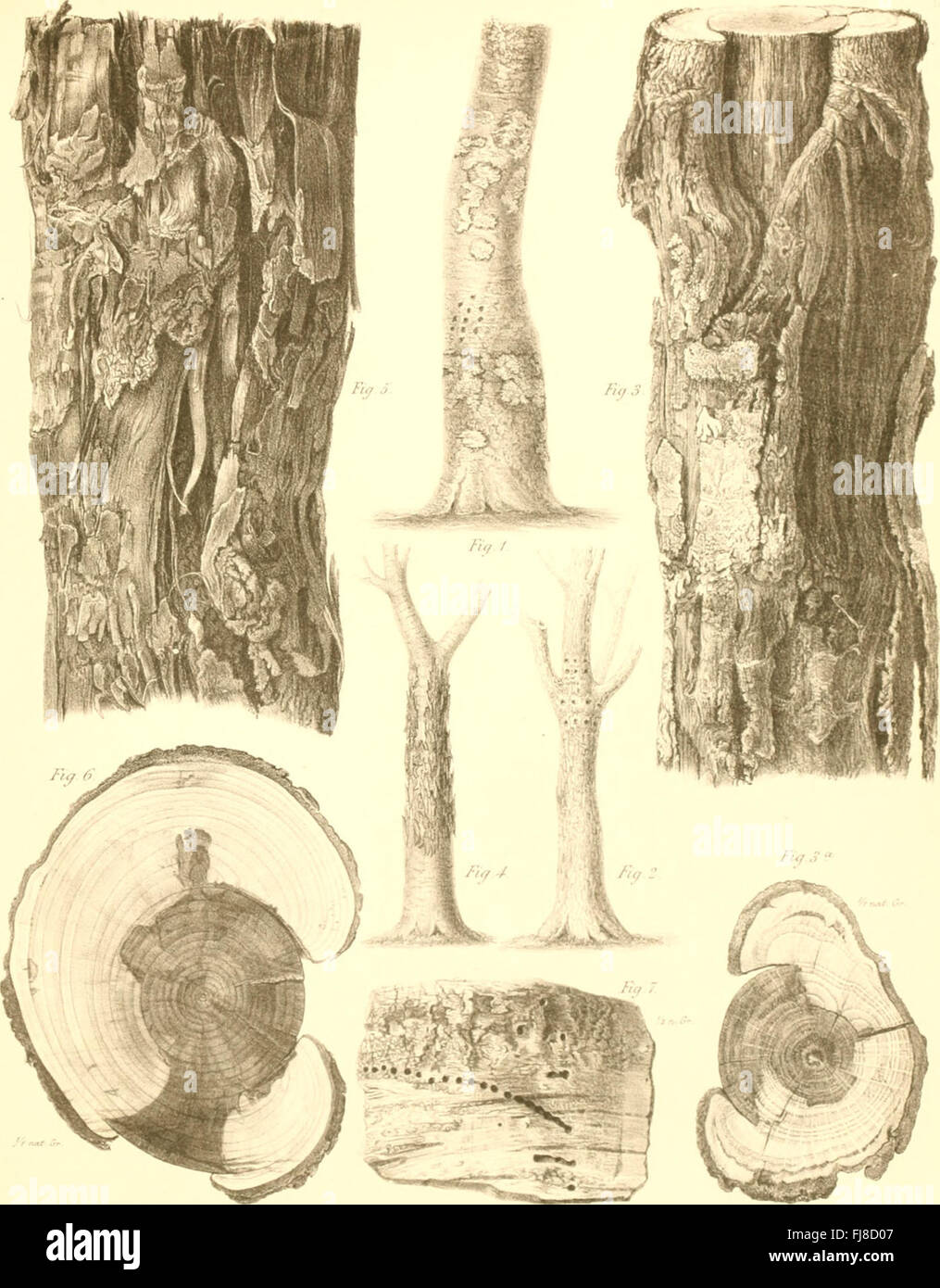 1866 German work detailing the damage caused to forests by insect pests ...