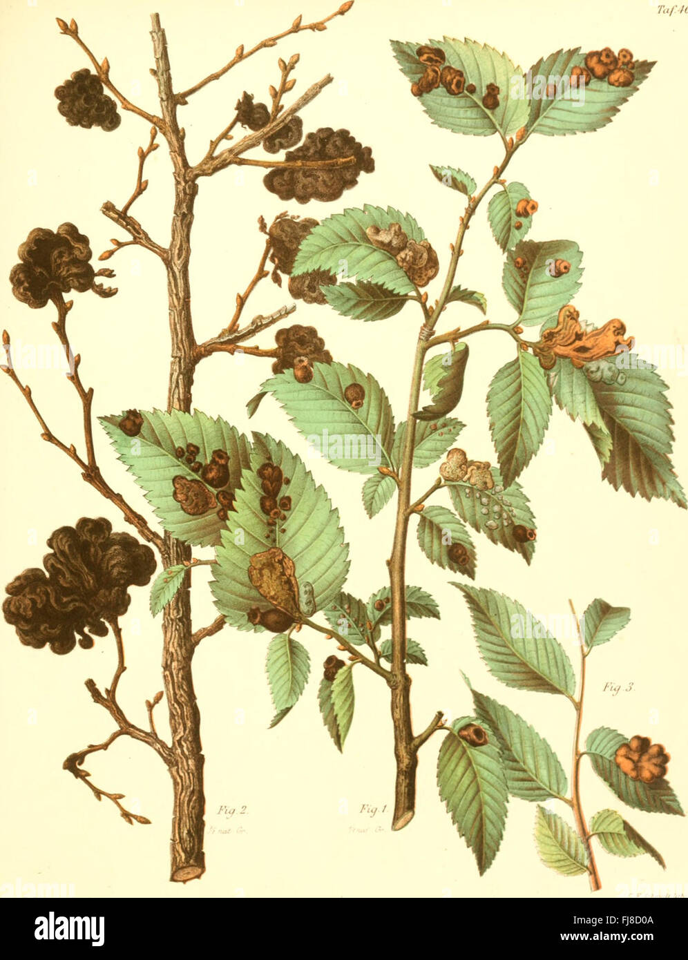 A 1866 German text on forest damage caused by insect infestations, tree ...