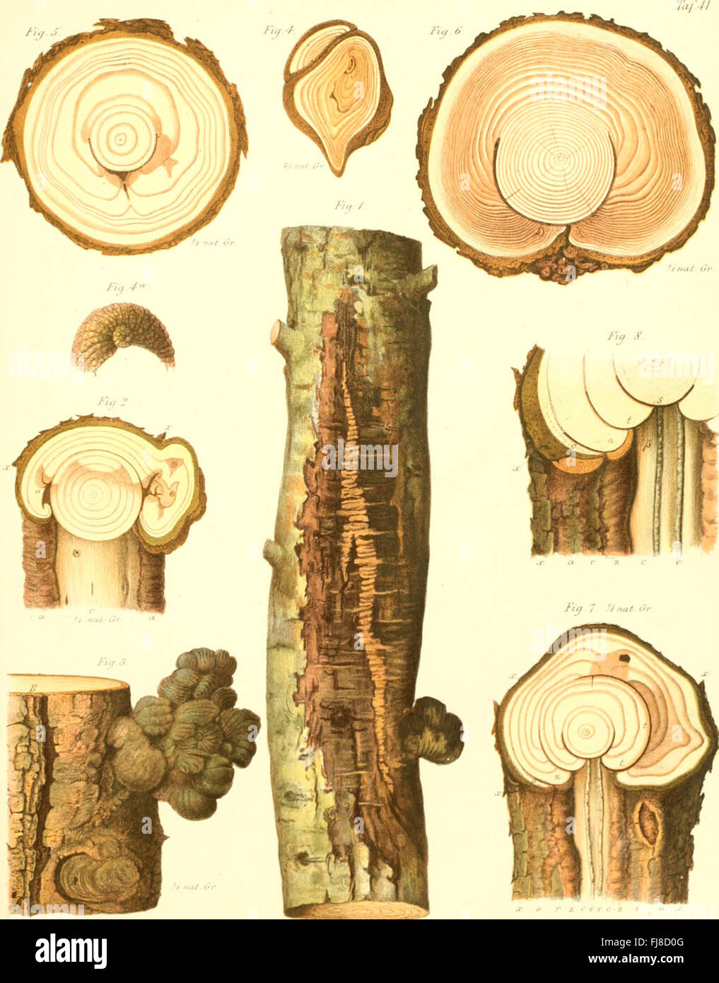 A 19th-century study on the long-term damage caused by insect ...