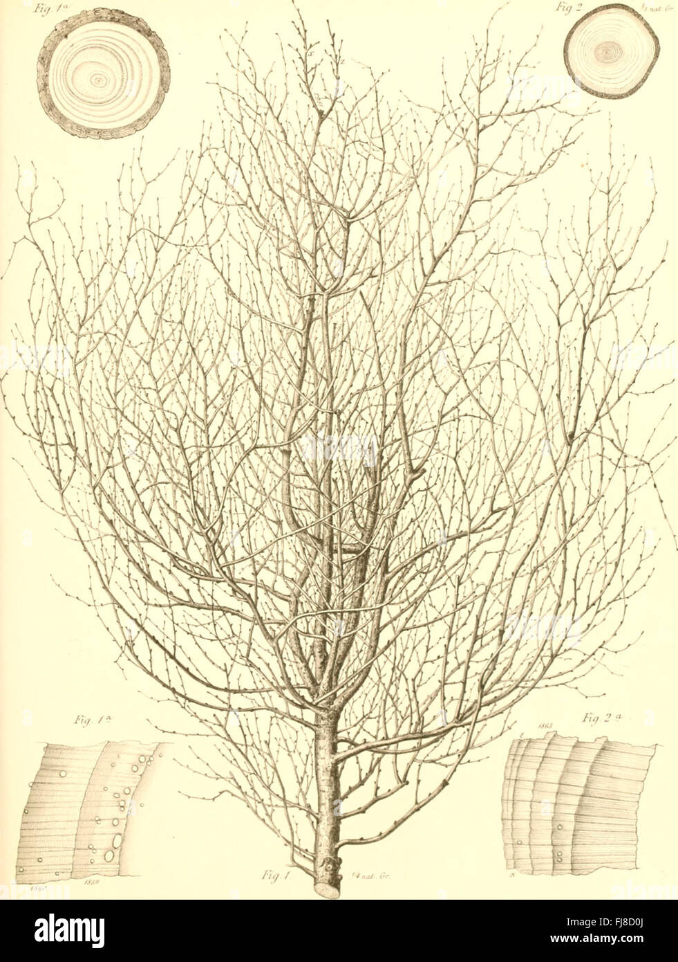 A study on the damage caused by insect infestations, peeling, and ...