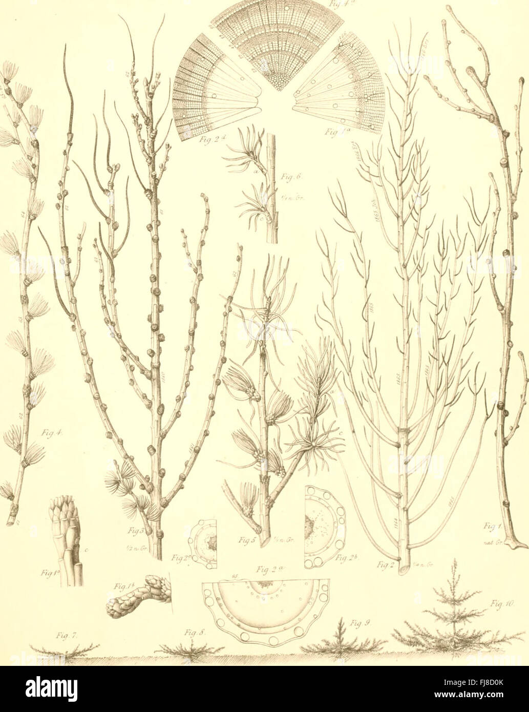 A study on the damage caused to living trees in forests by insect ...