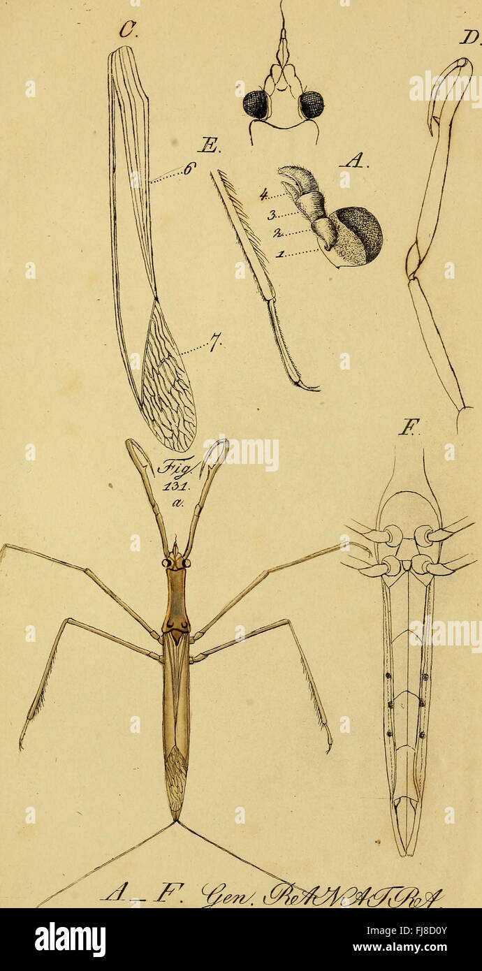 A thorough study and accurate illustration of true bugs and similar ...
