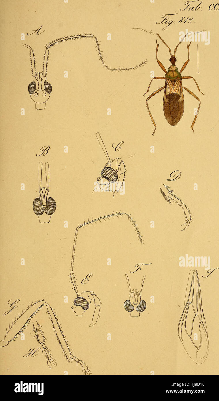 Accurate illustrations and descriptions of true bugs from the 1831 ...
