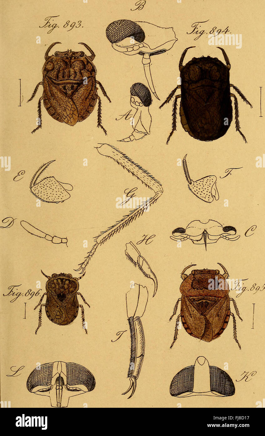 Insects in ecological systems hi-res stock photography and images - Alamy