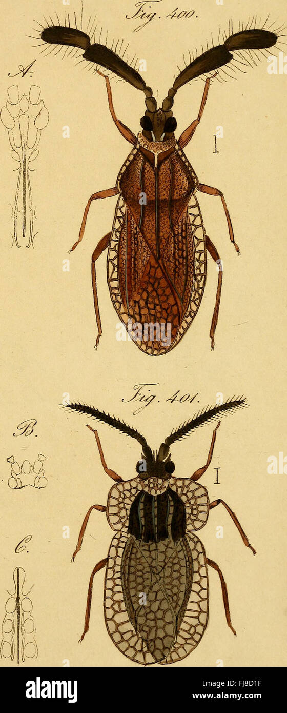 A German work illustrating and describing true bugs (Hemiptera ...