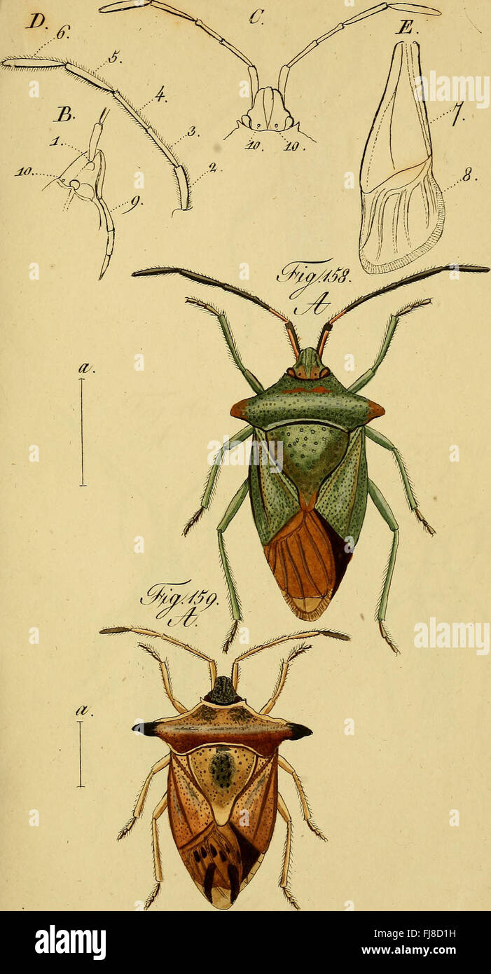 An illustrated study of true bugs, accurately depicted and described ...